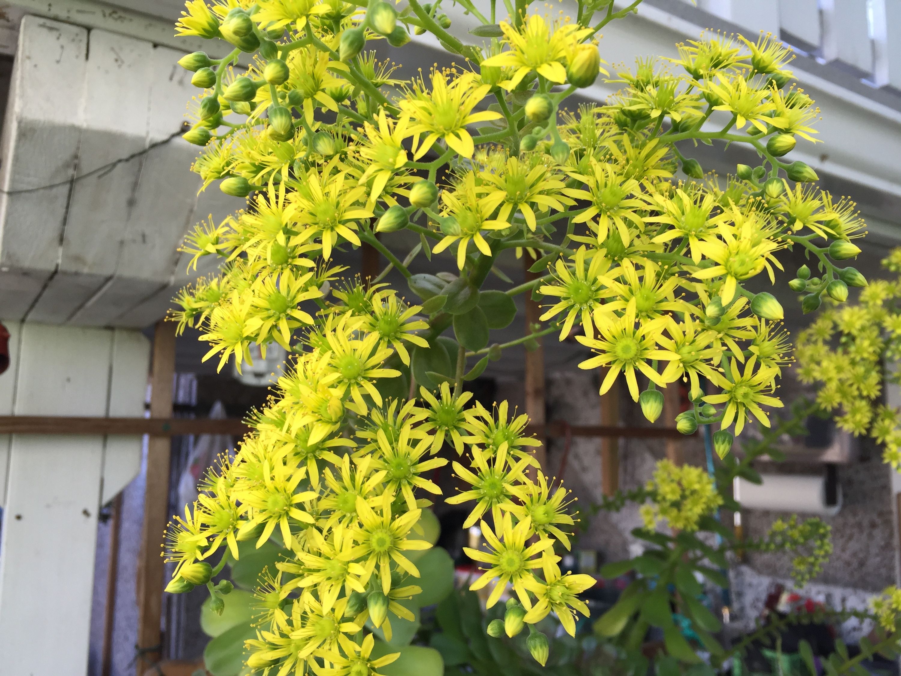 Hot plant for hot weather | Vancouver Sun