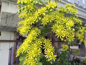 Hot plant for hot weather | Vancouver Sun