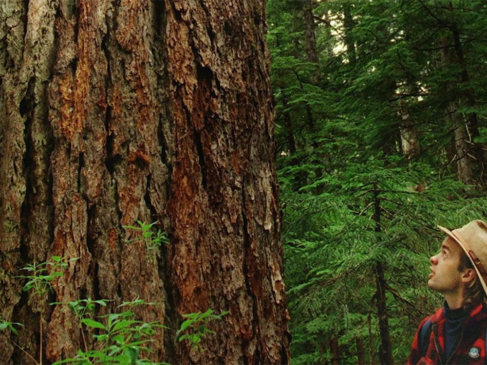 B.C.'s Elaho Giant, a centuries-old Douglas fir, is dead | Vancouver Sun