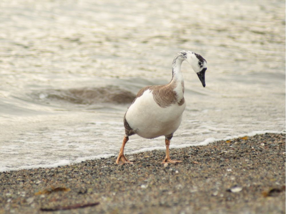 Goose of a different colour: strange bird spotted in Vancouver's West ...