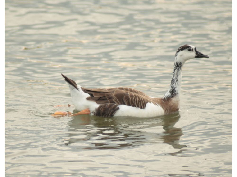 Goose of a different colour: strange bird spotted in Vancouver's West ...