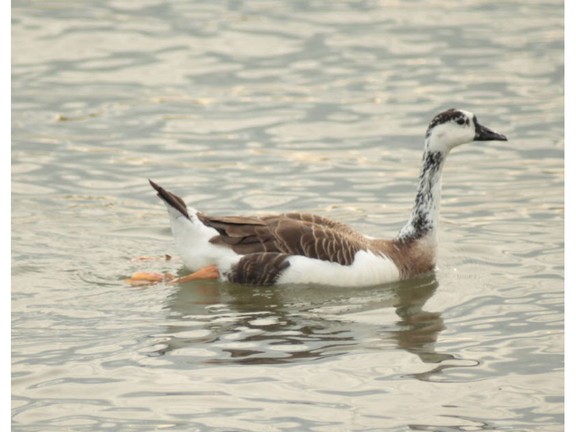 Goose of a different colour: strange bird spotted in Vancouver's West ...