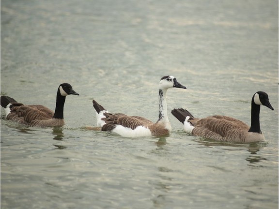 Goose of a different colour: strange bird spotted in Vancouver's West ...