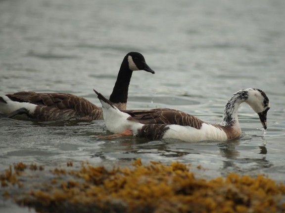 Goose of a different colour: strange bird spotted in Vancouver's West ...