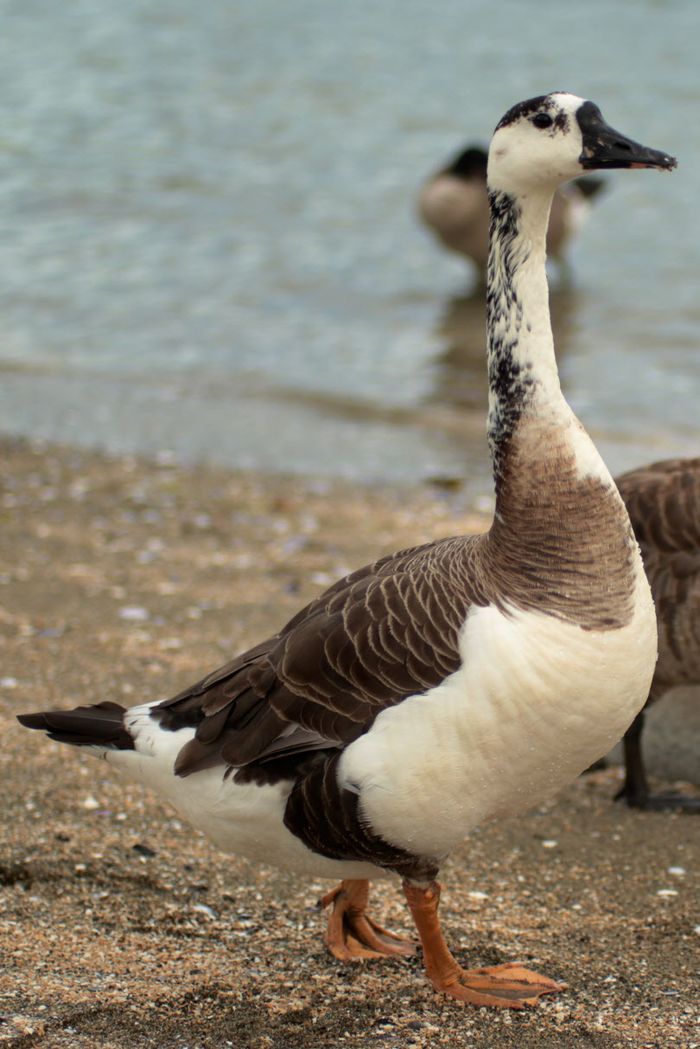 Goose of a different colour: strange bird spotted in Vancouver's West ...