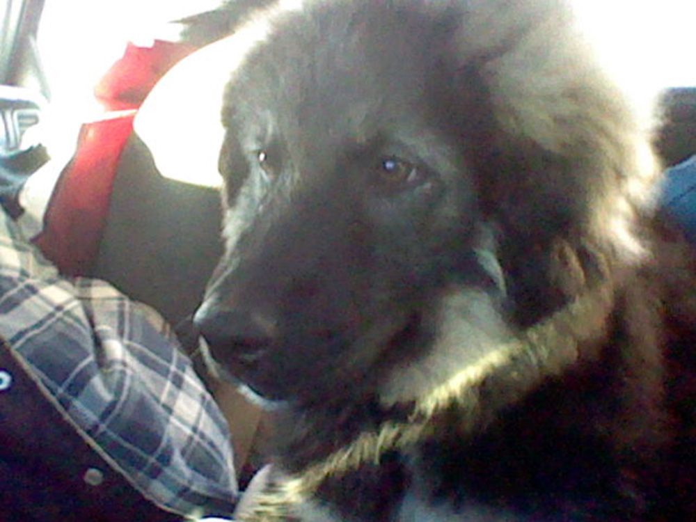 Dog ordered euthanized after biting B.C. boy receives stay of execution ...