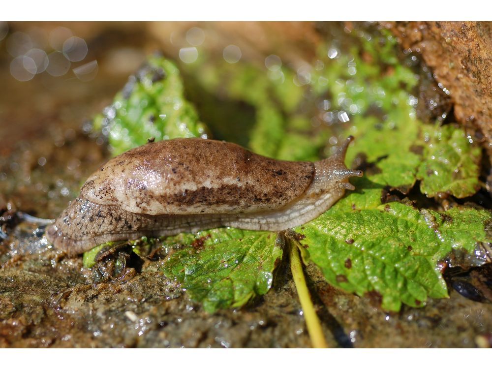 Daily Diversion: Fascinating timelapse of B.C. slug eating dandelion ...
