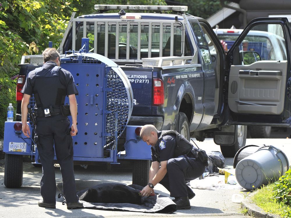 B.C. policy outlines conservation officers' discretionary powers in ...