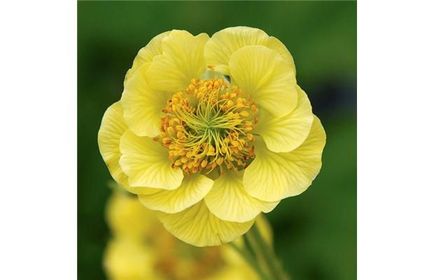In love with gorgeous geums | Vancouver Sun
