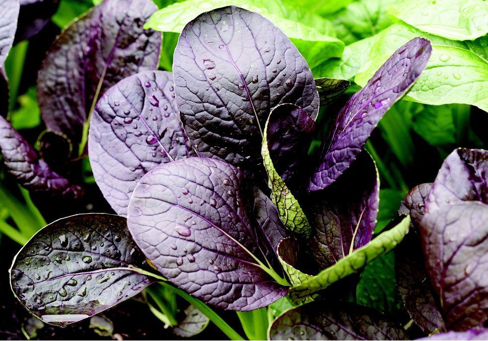 Summer planting for a winter harvest | Vancouver Sun