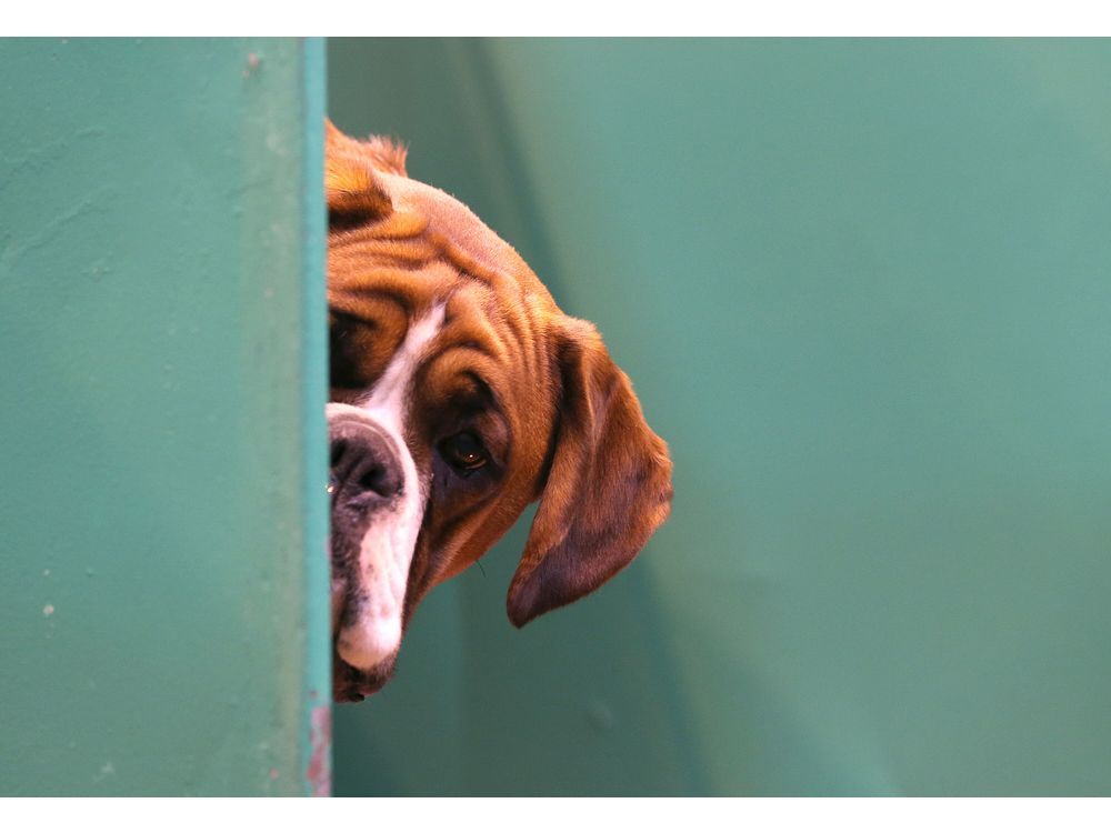 Poll: Dogs rule in households in British Columbia | Vancouver Sun