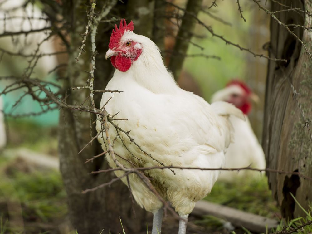 Designer chickens: Free range & fancy free, $1000 birds live like pets ...