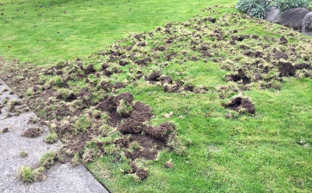 Homeowners already seeing lawn problems | Vancouver Sun