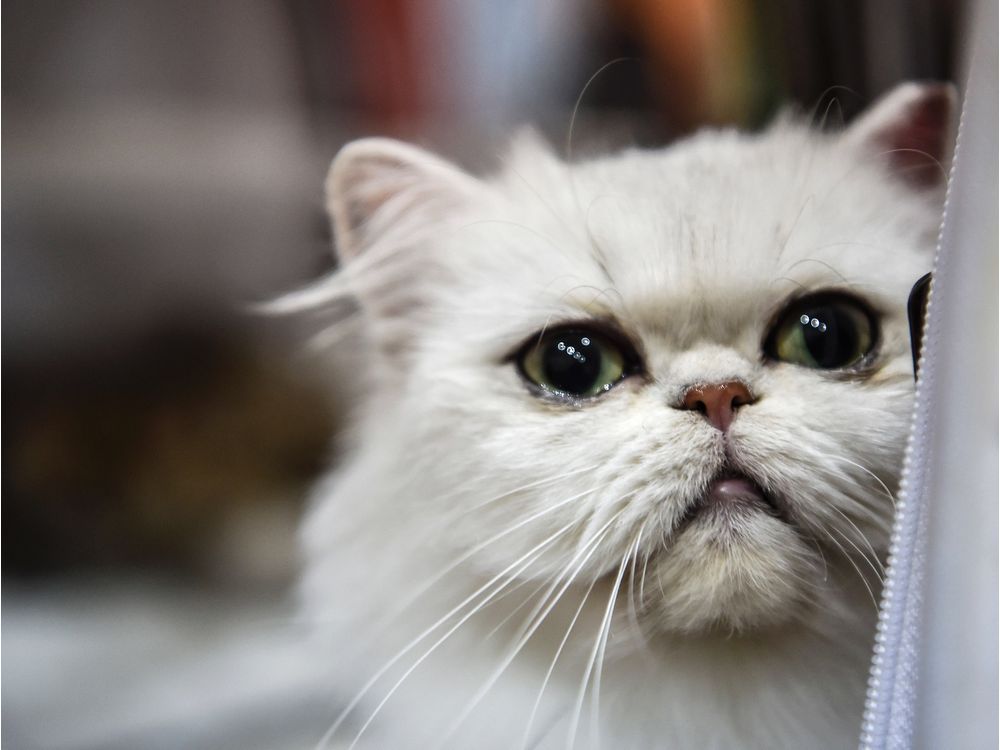 Homeowner baffled when her cat makes 911 call | Vancouver Sun