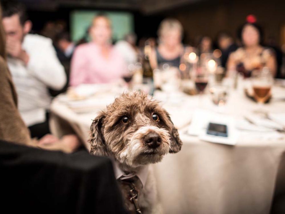 Woof Weekend at Whistler | Vancouver Sun