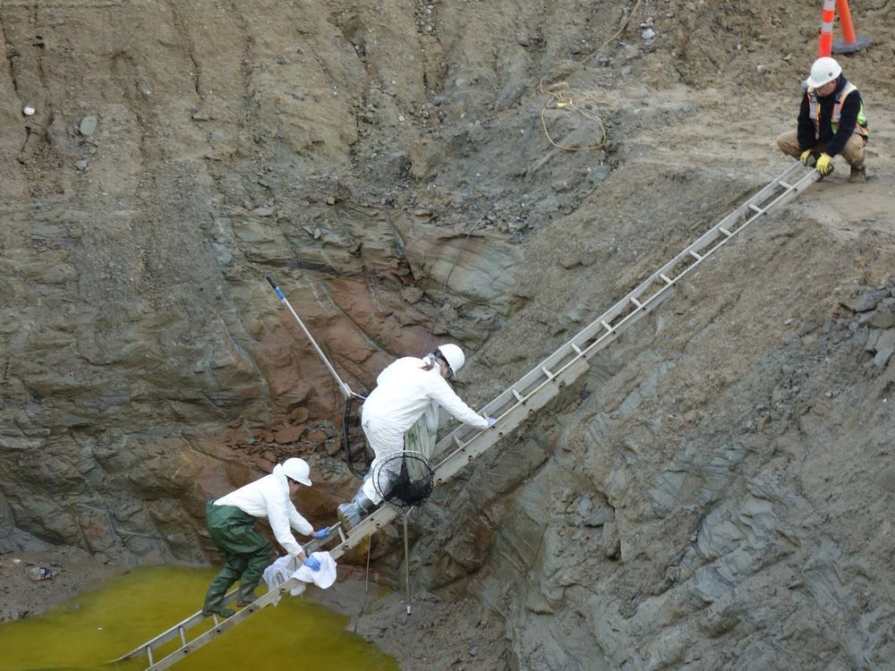 Wildlife Rescue crew saves swan from polluted pit in Vancouver ...