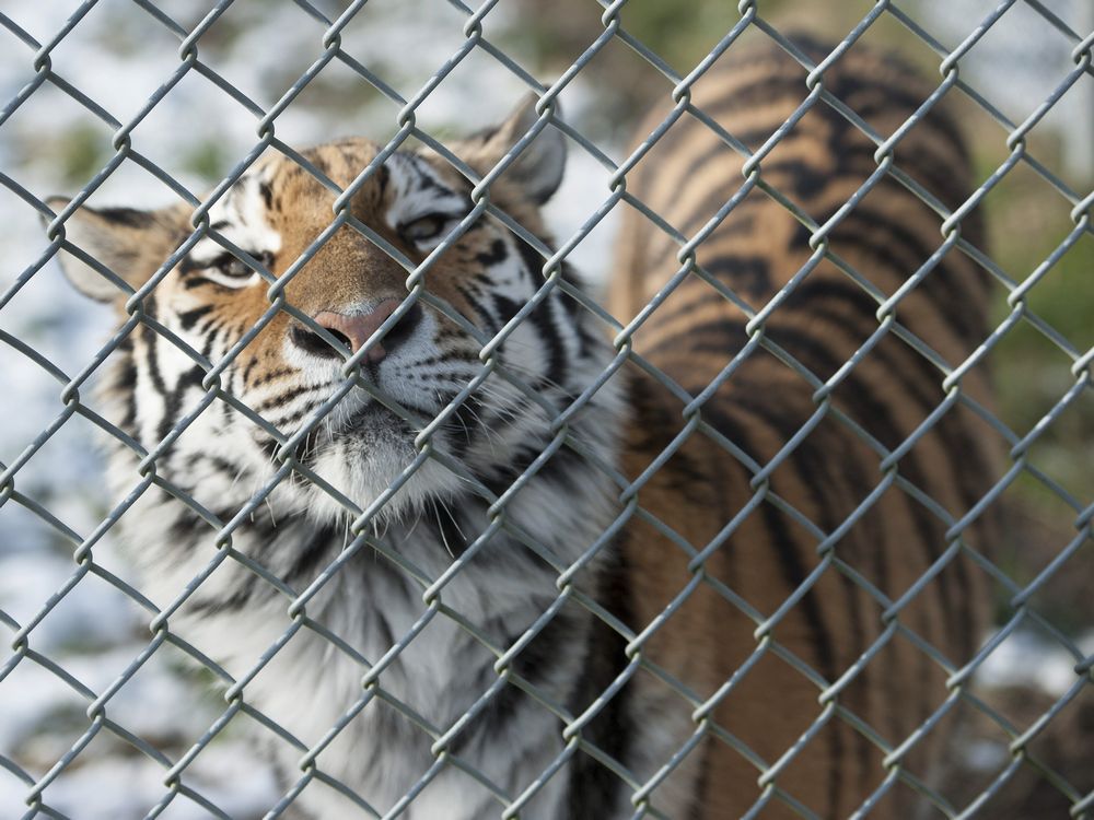 Greater Vancouver Zoo animals like cold weather more than you'd think ...
