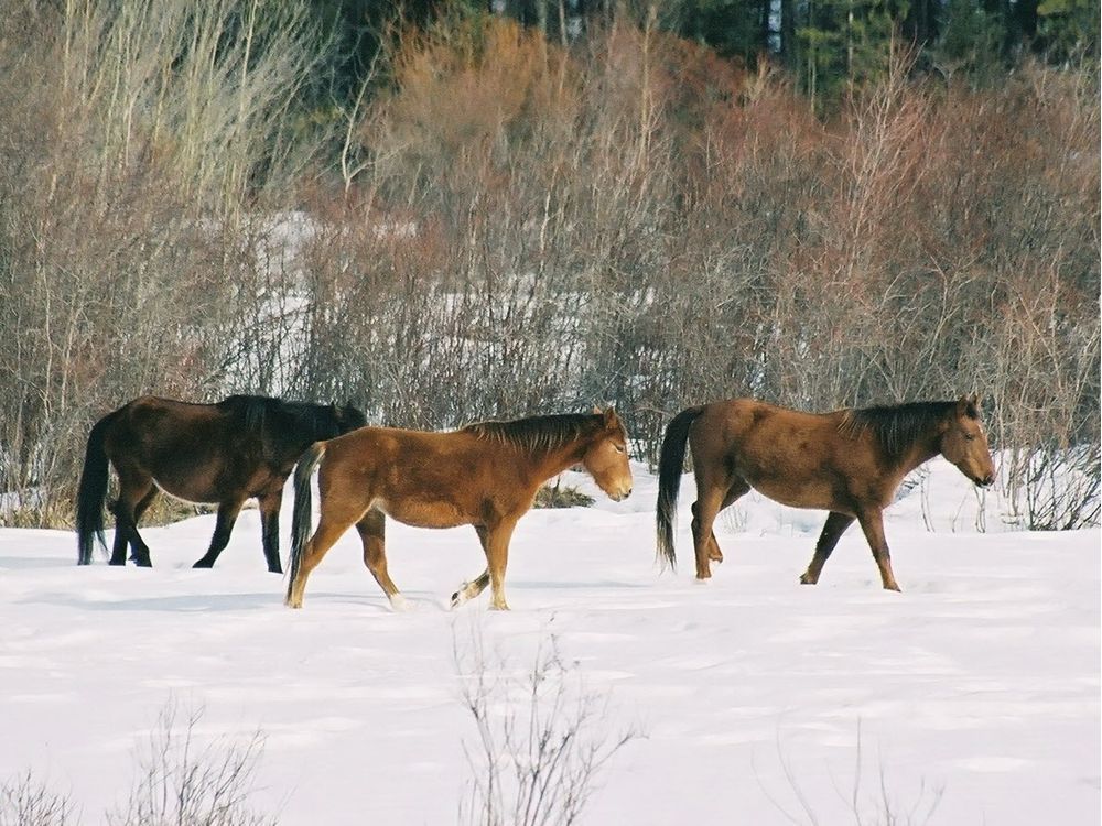 Chilcotin First Nation on alert after suspected shooting of wild horses ...