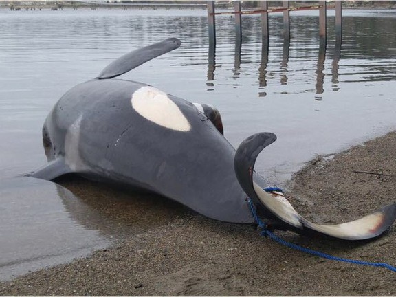 Dead orca found off Sechelt, pulled ashore for autopsy | Vancouver Sun