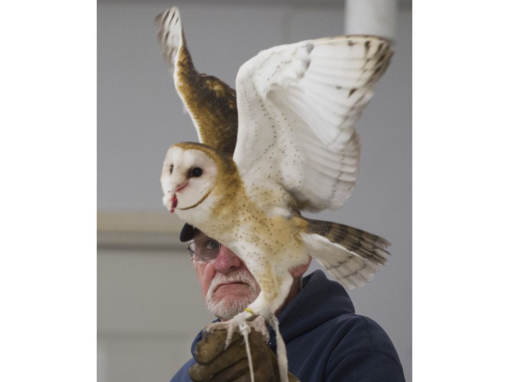 Delta society sees dramatic spike in barn-owl rescues this winter ...