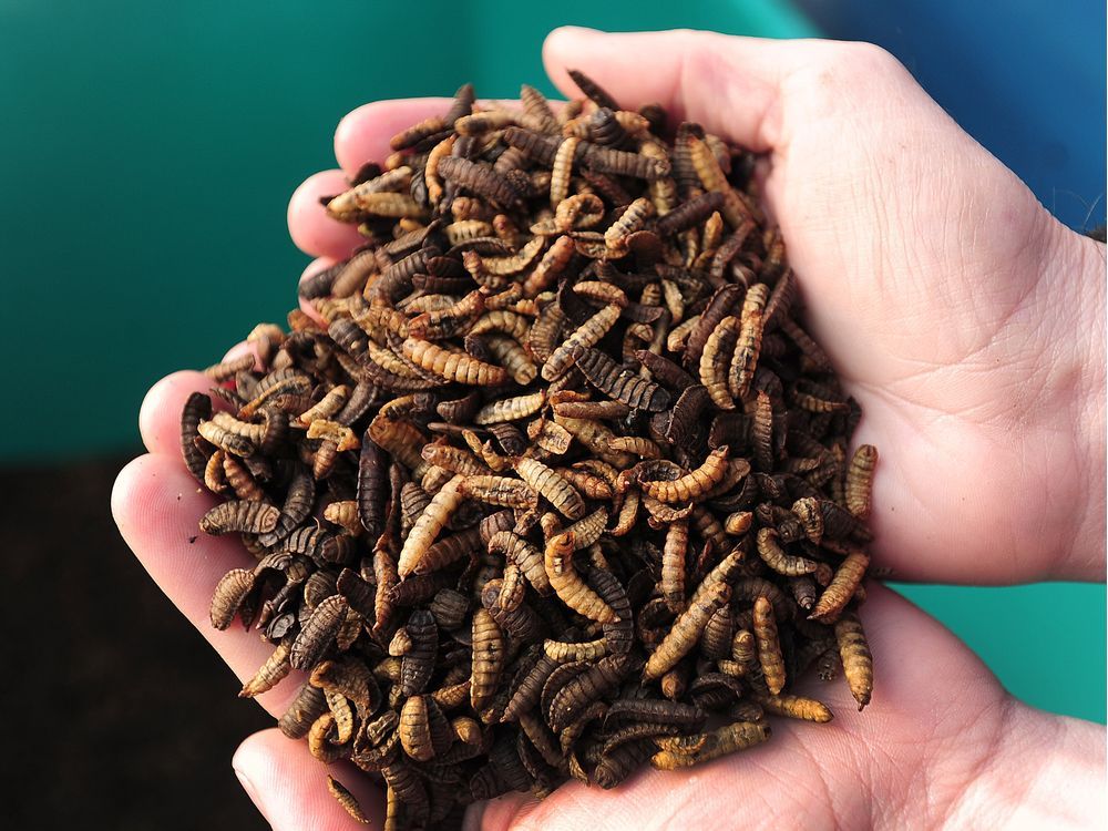 B.C. farmed fish feed: Bug-based Enterra product boosts sustainability ...