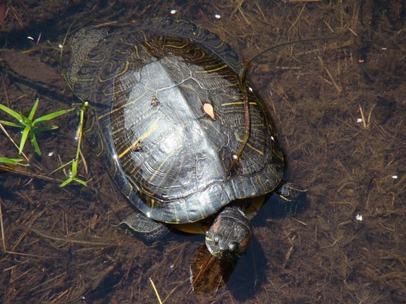 Climate change predicted to transform Vancouver into San Diego, but at ...