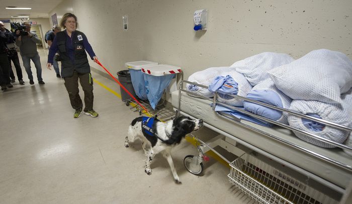 Angus, the C-diff sniffing dog, earns working dog badge as 2nd dog ...