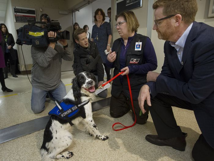 Angus, the C-diff sniffing dog, earns working dog badge as 2nd dog ...