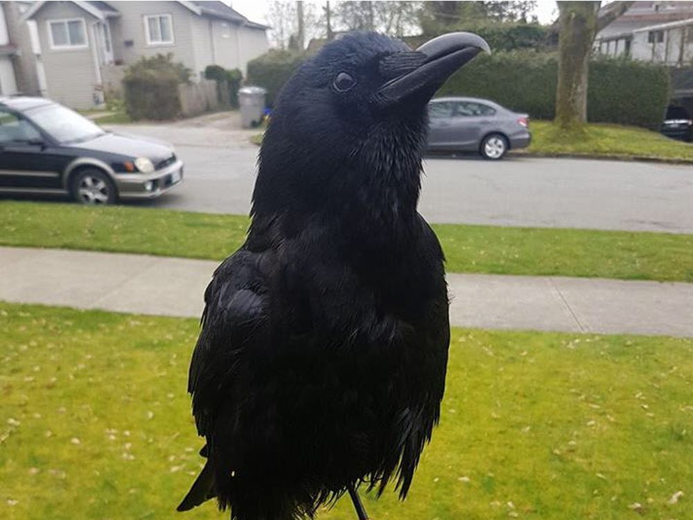 No end to testy relationship between Vancouver crow and Canada Post ...