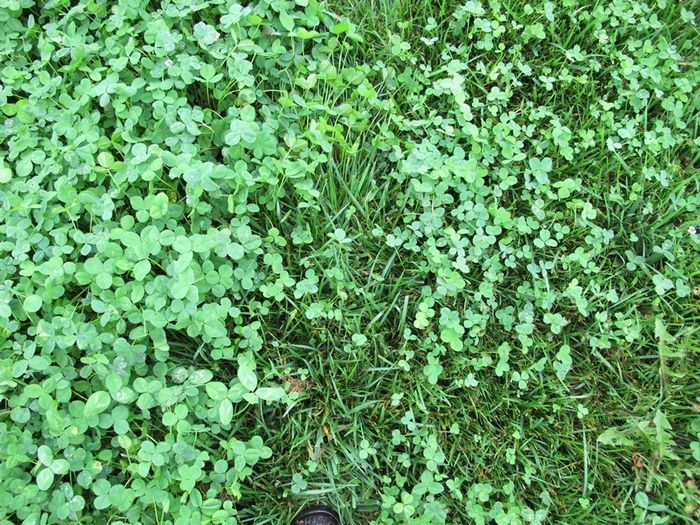 Brian Minter: Make your lawn more eco-friendly with micro clover ...