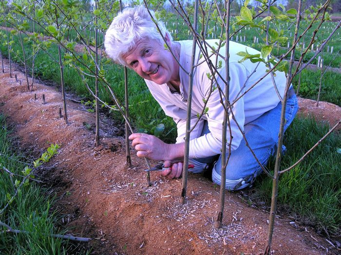 Brian Minter: Add a tropical touch to your garden with easy figs ...
