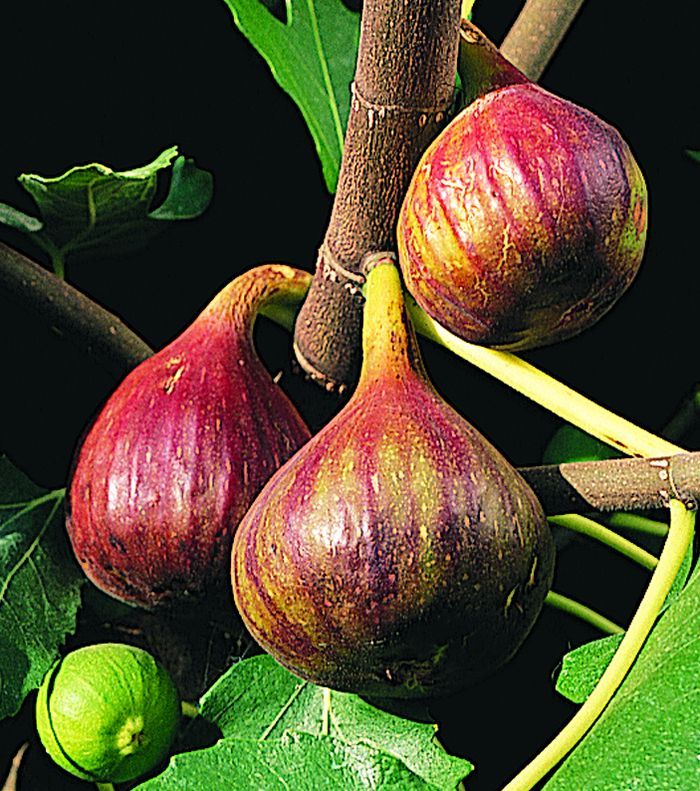 Brian Minter: Add a tropical touch to your garden with easy figs ...