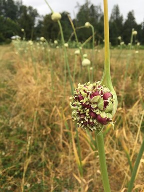 Brian Minter: Get ready to grow your own garlic | Vancouver Sun