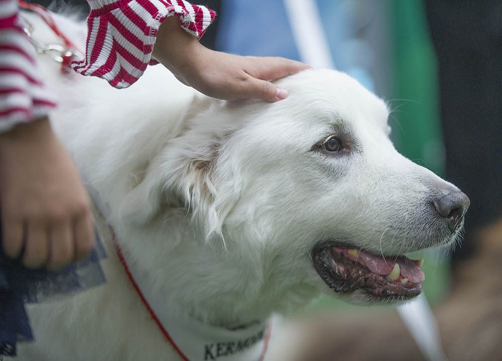 Ambassador dogs take stress away from travellers at Vancouver airport ...