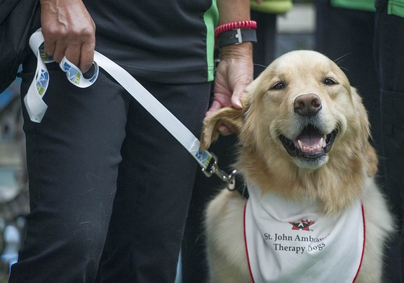 Ambassador dogs take stress away from travellers at Vancouver airport ...