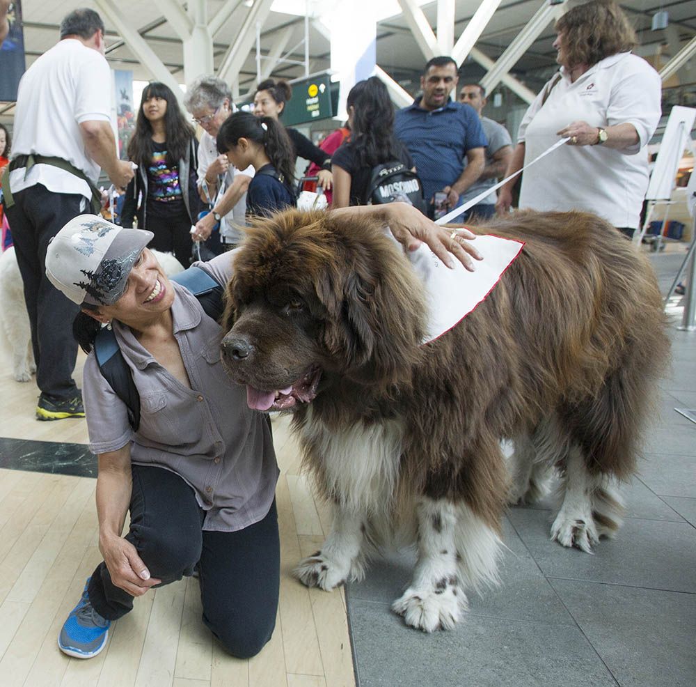 Ambassador dogs take stress away from travellers at Vancouver airport ...