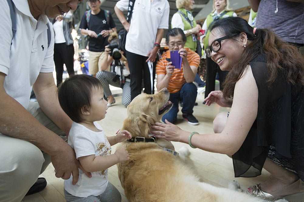 Ambassador dogs take stress away from travellers at Vancouver airport ...