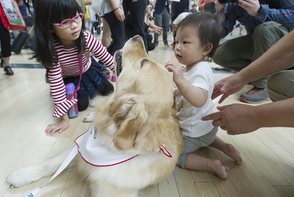 Ambassador dogs take stress away from travellers at Vancouver airport ...