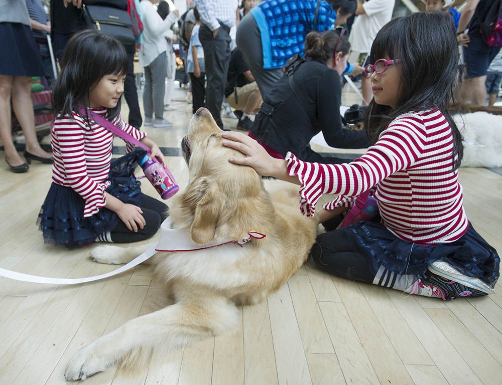 Ambassador dogs take stress away from travellers at Vancouver airport ...
