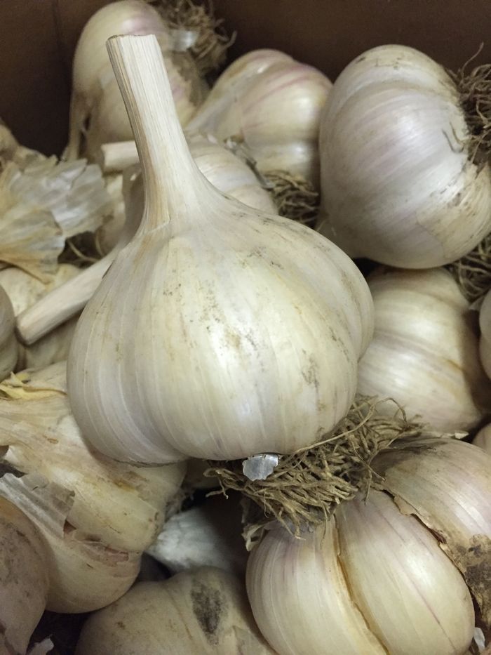 Brian Minter: Get ready to grow your own garlic | Vancouver Sun