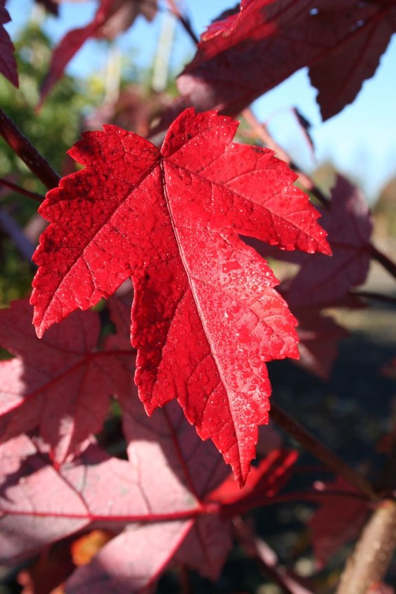 Brian Minter: Shade trees a vital part of urban forest | Vancouver Sun