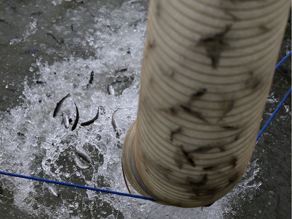 First Nations video shows 'thousands' of wild fish in B.C. salmon farm ...