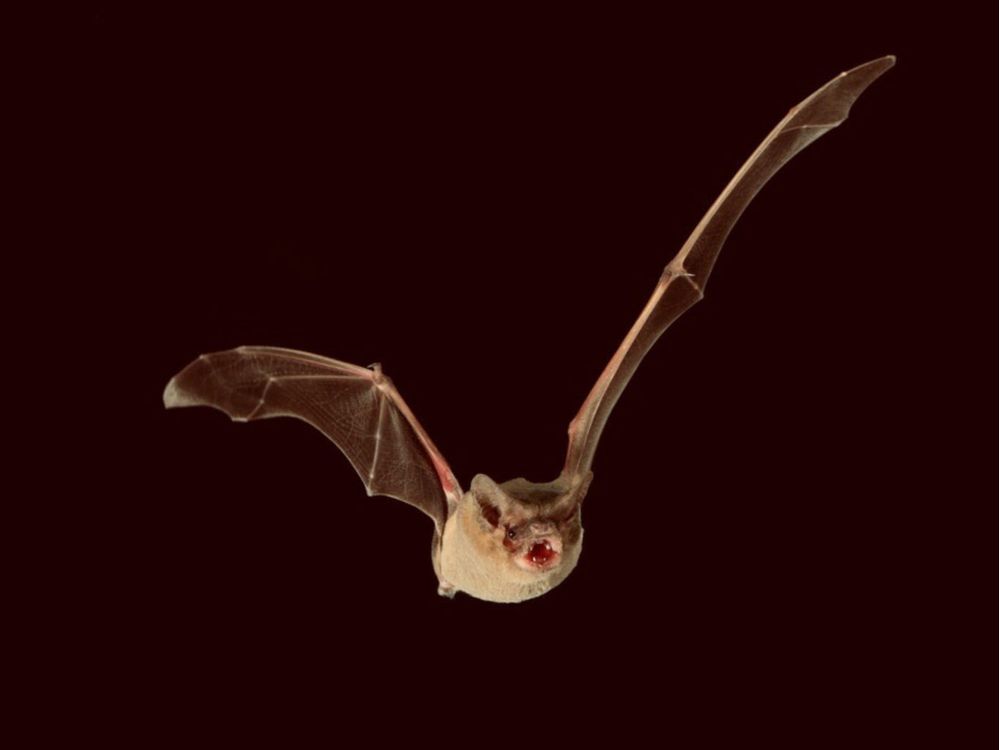 Brazilian free-tailed bat discovered within Salt Spring Island nature ...