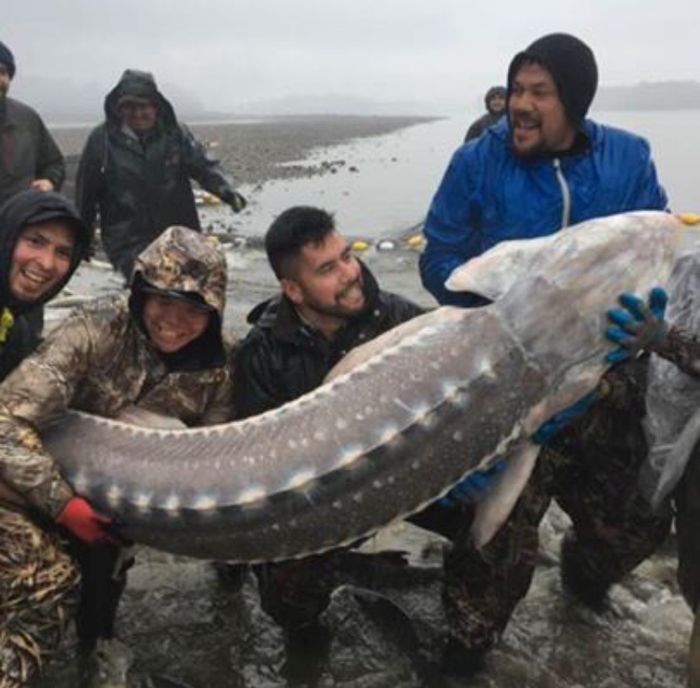 Facebook photos show fishermen manhandling threatened sturgeon in lower ...