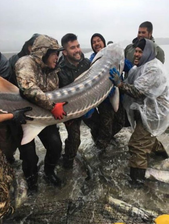 Facebook photos show fishermen manhandling threatened sturgeon in lower ...