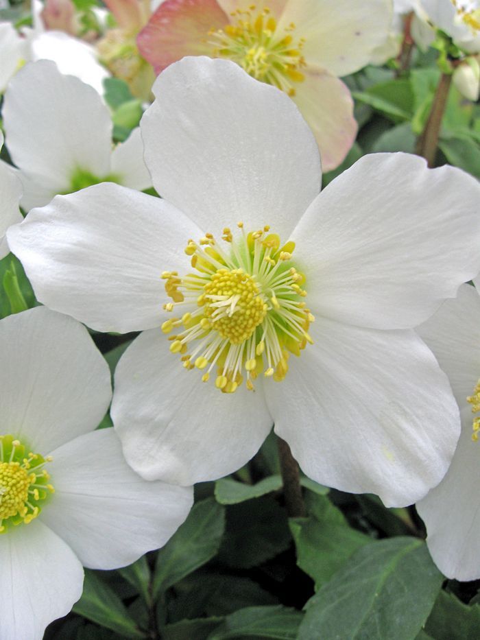 Brian Minter: Hellebores bring beautiful blooms for Christmas ...