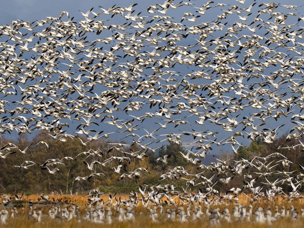 Snow geese numbers continue to soar out of control in Fraser Delta ...