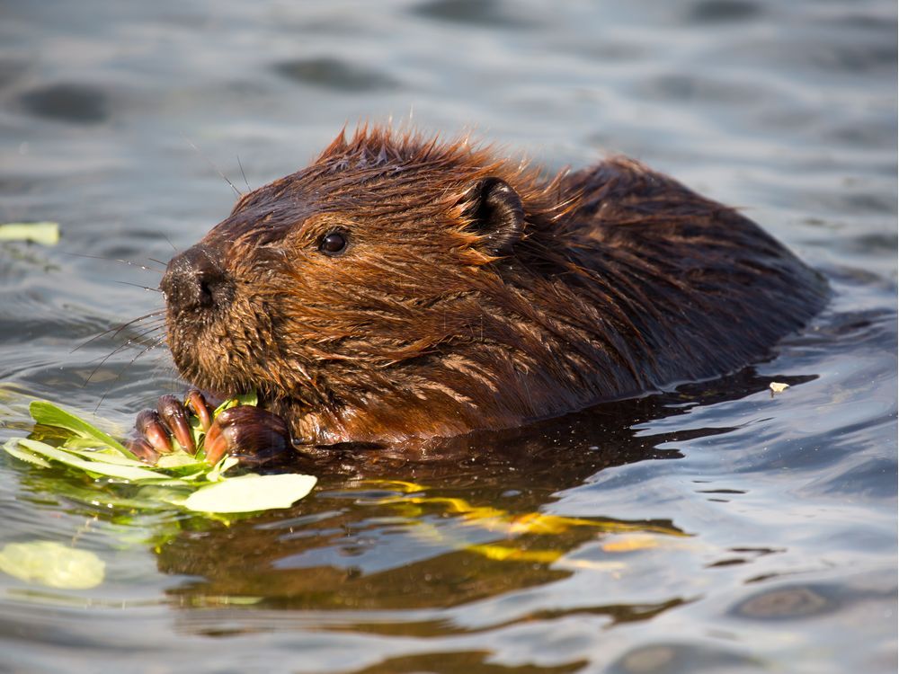 Death of young beaver in Port Moody draws call for investigation ...
