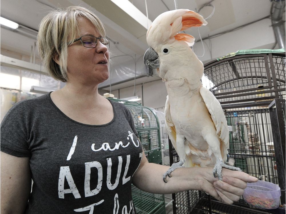 Not flightless but homeless: Bird rescue desperately seeking new home ...
