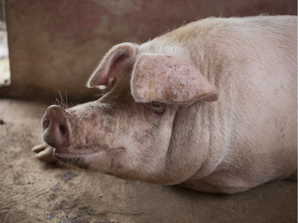 Pig seized by SPCA at Revelstoke petting zoo had contagious infection ...